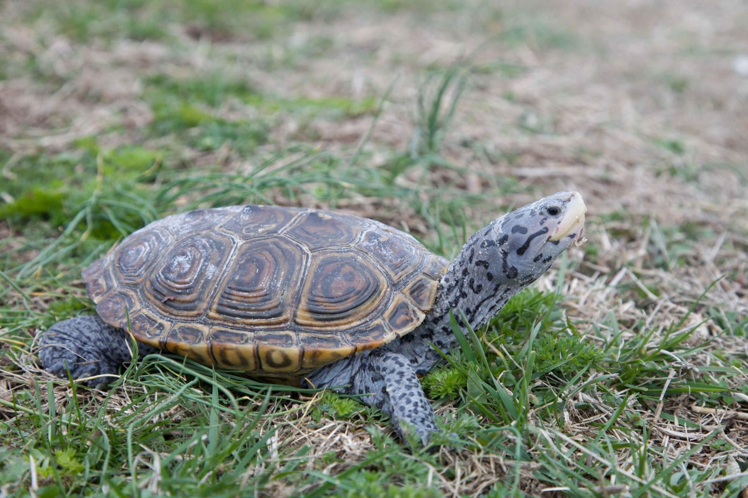 6 Turtles That Stay Small - [The Best Pets Based on Your Experience]