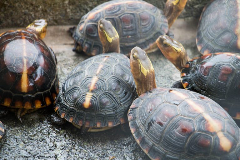 8 Species of Turtles That Live on Land - [A Detailed List]