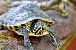 6 Turtles That Stay Small - [The Best Pets Based on Your Experience]